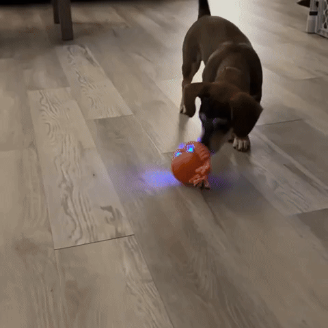 2 Pack Interactive Dog Ball, Automatic Stimulation Random Path Electric ...